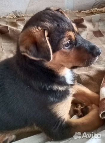 Ласковый щенок