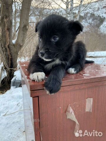 Щенки бесплатно