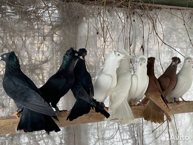 Голуби Гданьские сокола