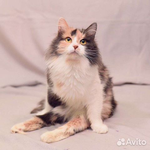 Такой кошки нет ни у кого. Особенная киса в дар