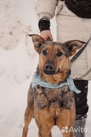 Молодая Комета в добрые руки