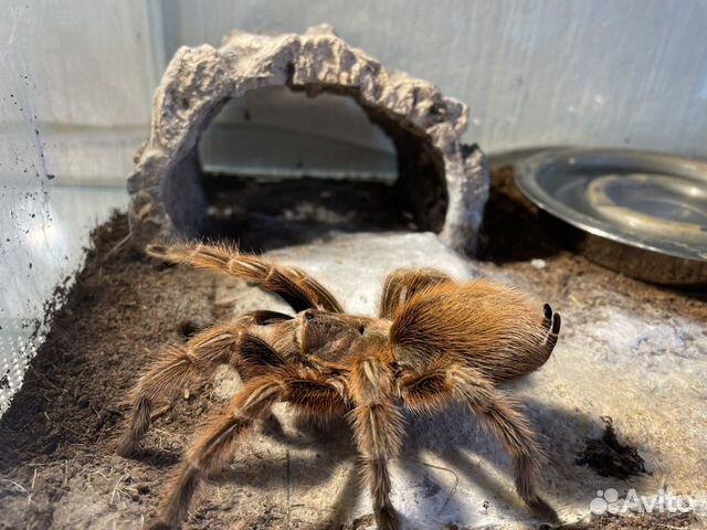 Паук птицеед Grammostola Rosea L0
