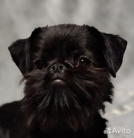 Бельгийский гриффон, мальчик