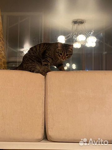 Бенгальская кот бесплатно