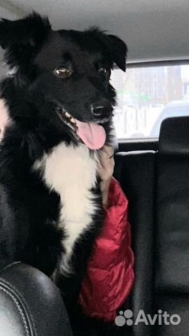 Рэм в добрые руки