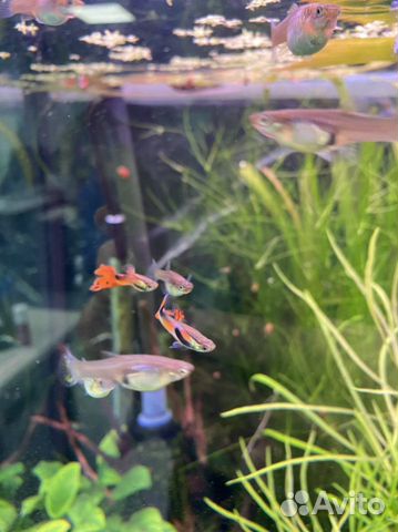 Аквариумные рыбки гуппи