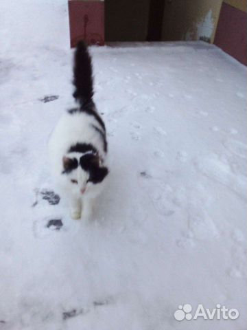 Кошка в добрые руки