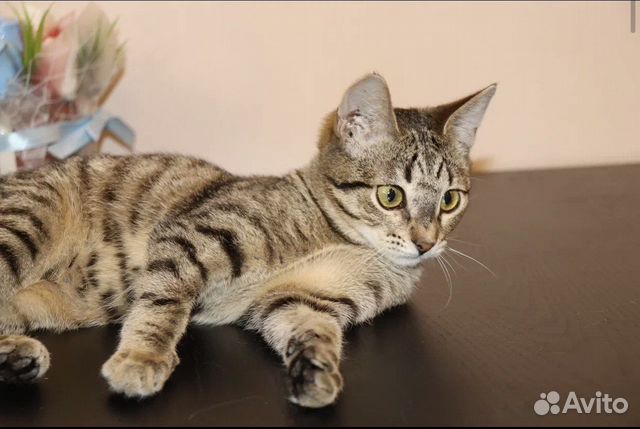 Отдам котенка Рысю