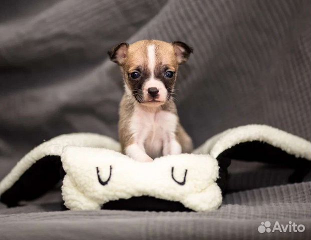 Щенок небольшой собаки