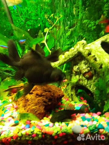 Рыба телескоп черный