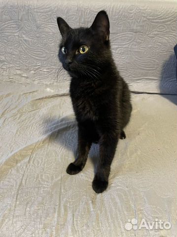 Нашлась черная кошка