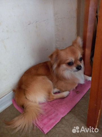 Вязка кобель чихуахуа