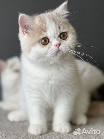 Экзотические котята