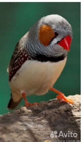 Японские амадины