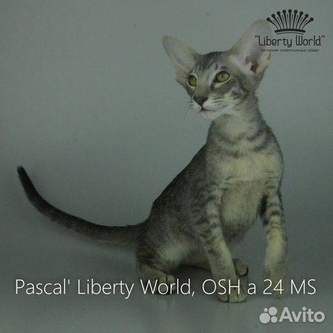 Pascal’ Liberty World, OSH a 24 MS