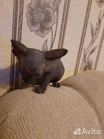 Канадский сфинкс