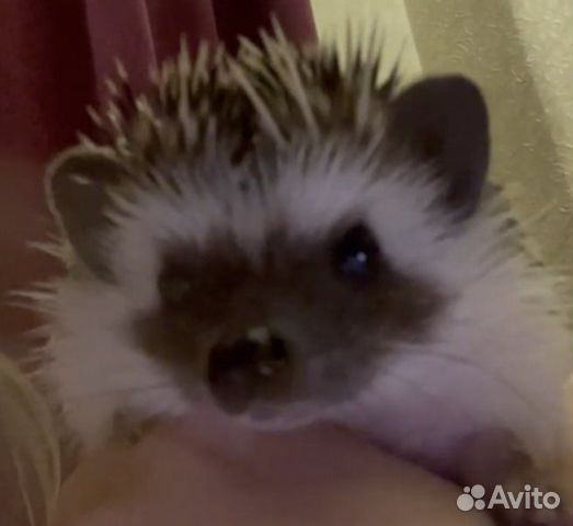 Африканский ежик Федор ищет себе невесту