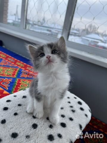 Котята в добрые руки бесплатно