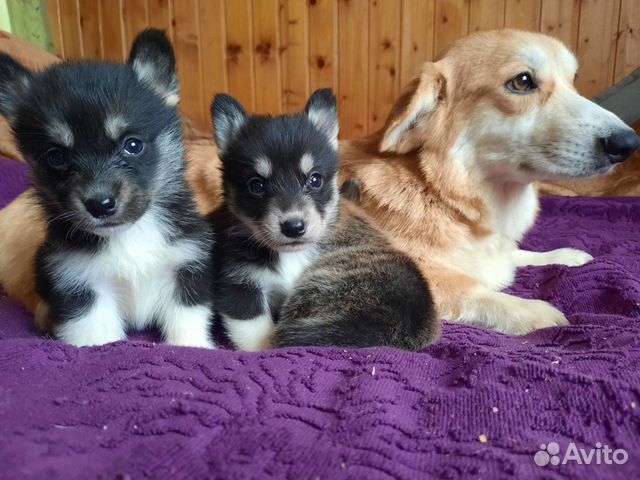 Щенки вельш-корги пемброк (мама) сиба ину (папа)