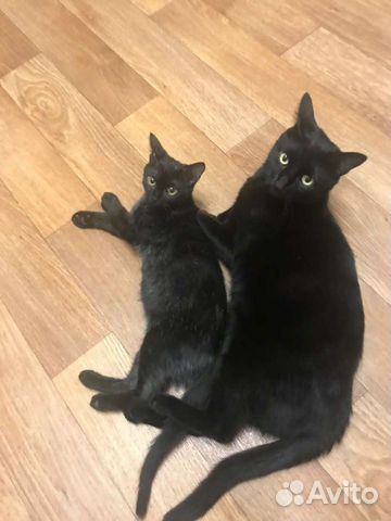 Котик ищет дом