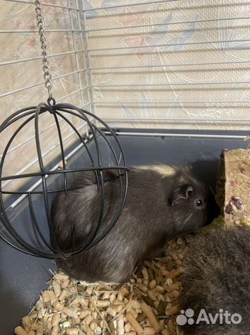 Морская свинка с клеткой