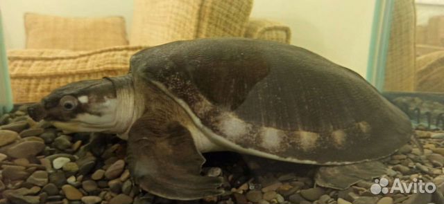 Свинорылая черепаха