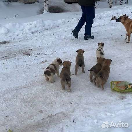 Щенки и их мать в опасности
