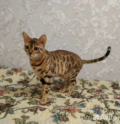 Бенгальская кошечка