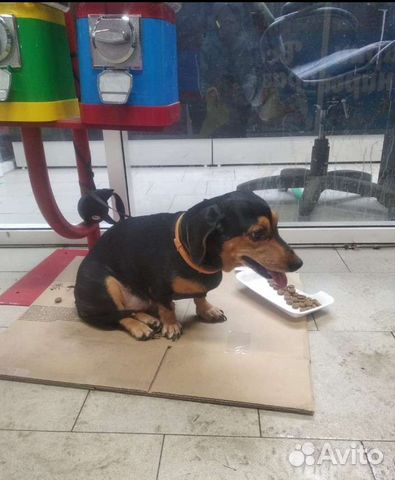 Помогите Такса в беде