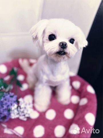Взрослая девочка мальтезе 6,5 лет