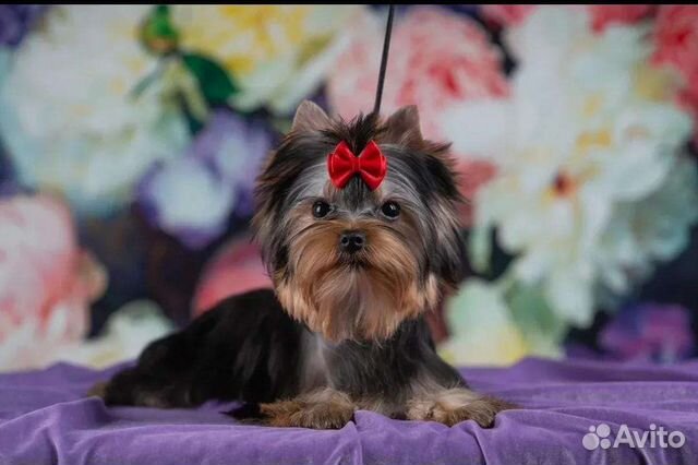 Классная девочка йорк