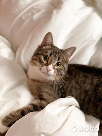 Кот в добрые руки