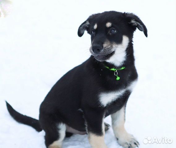 Щенок в добрые руки