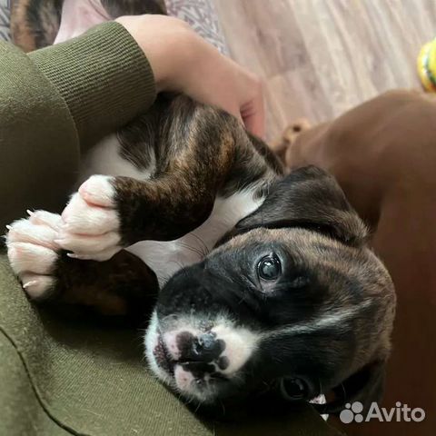 Продаётся щенок боксёр