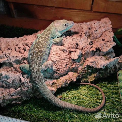 Жемчужная ящерица