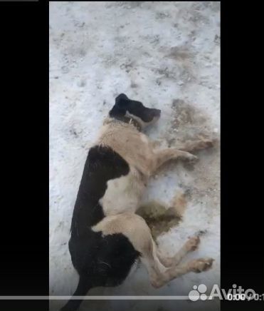 Спасите пса с приступами, ему некуда идти