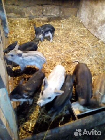 Поросята мангалица