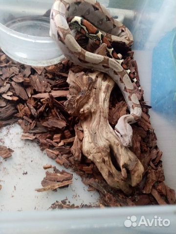 Boa constrictor
