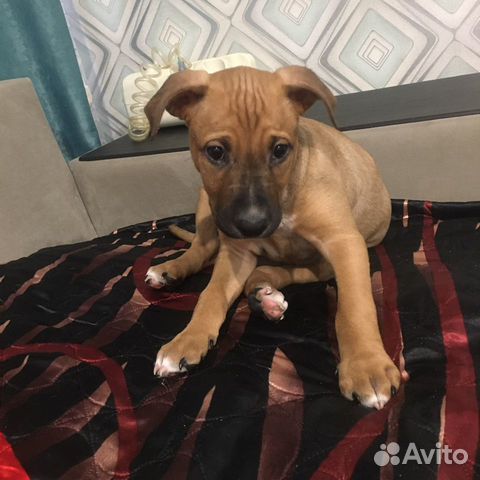 Щенки стафа