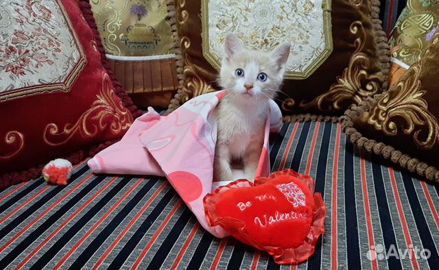 Отдам котика в добрые руки (1-1,5 мес)