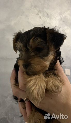 Йоркширский терьер щенки