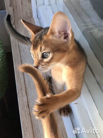 Абиссинские котята