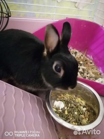 Декоративный кролик