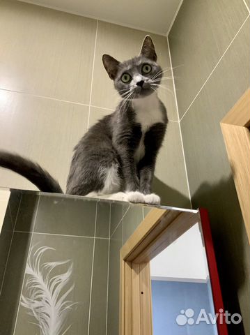 Случка кошки