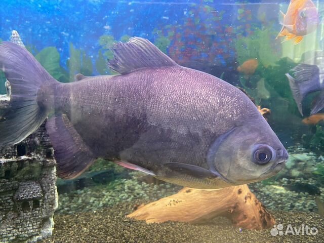 Рыба Черный Пако