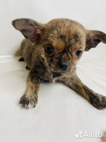 Щенки чихуахуа тигровые