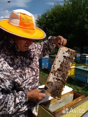 Пчёлопакеты, пчёлосемьи