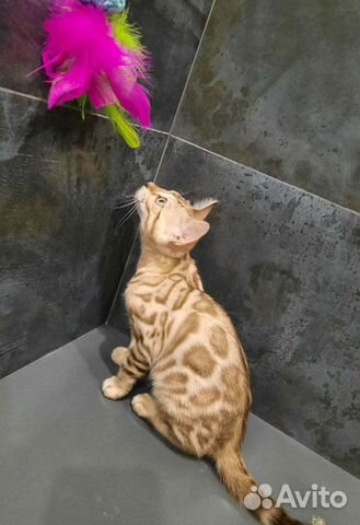 Бенгальская кошка