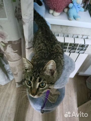 Котенок мальчик бесплатно