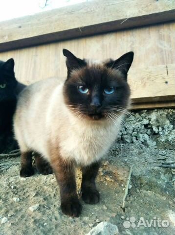 Тайская кошка из Крыма ищет дом